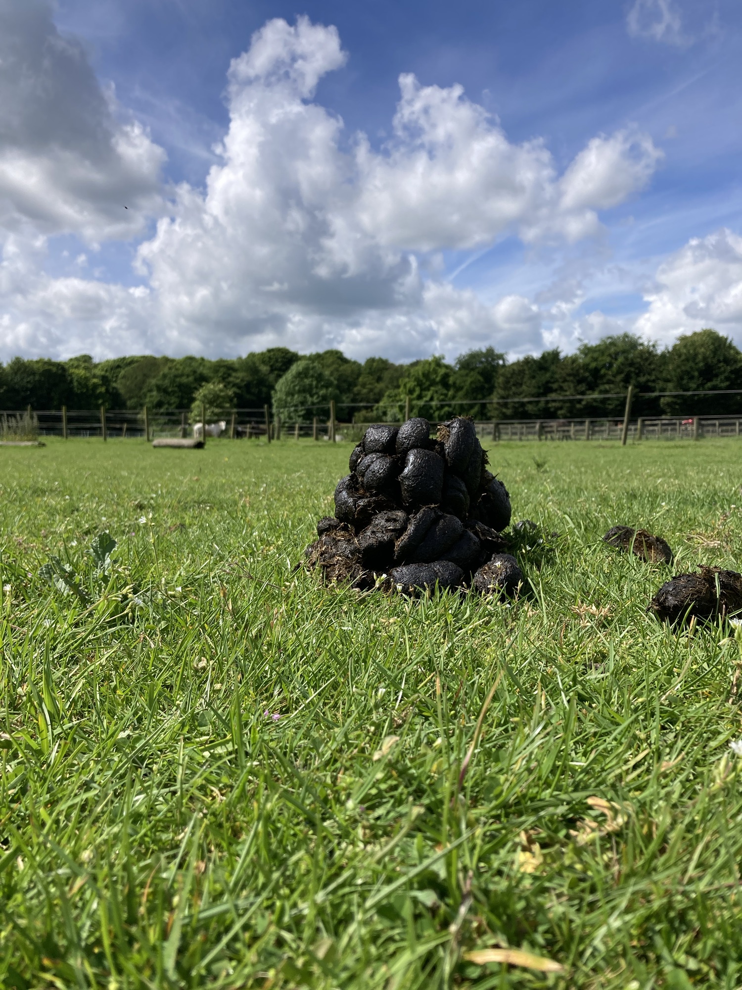 Poop art – Tales, Tails and Talus