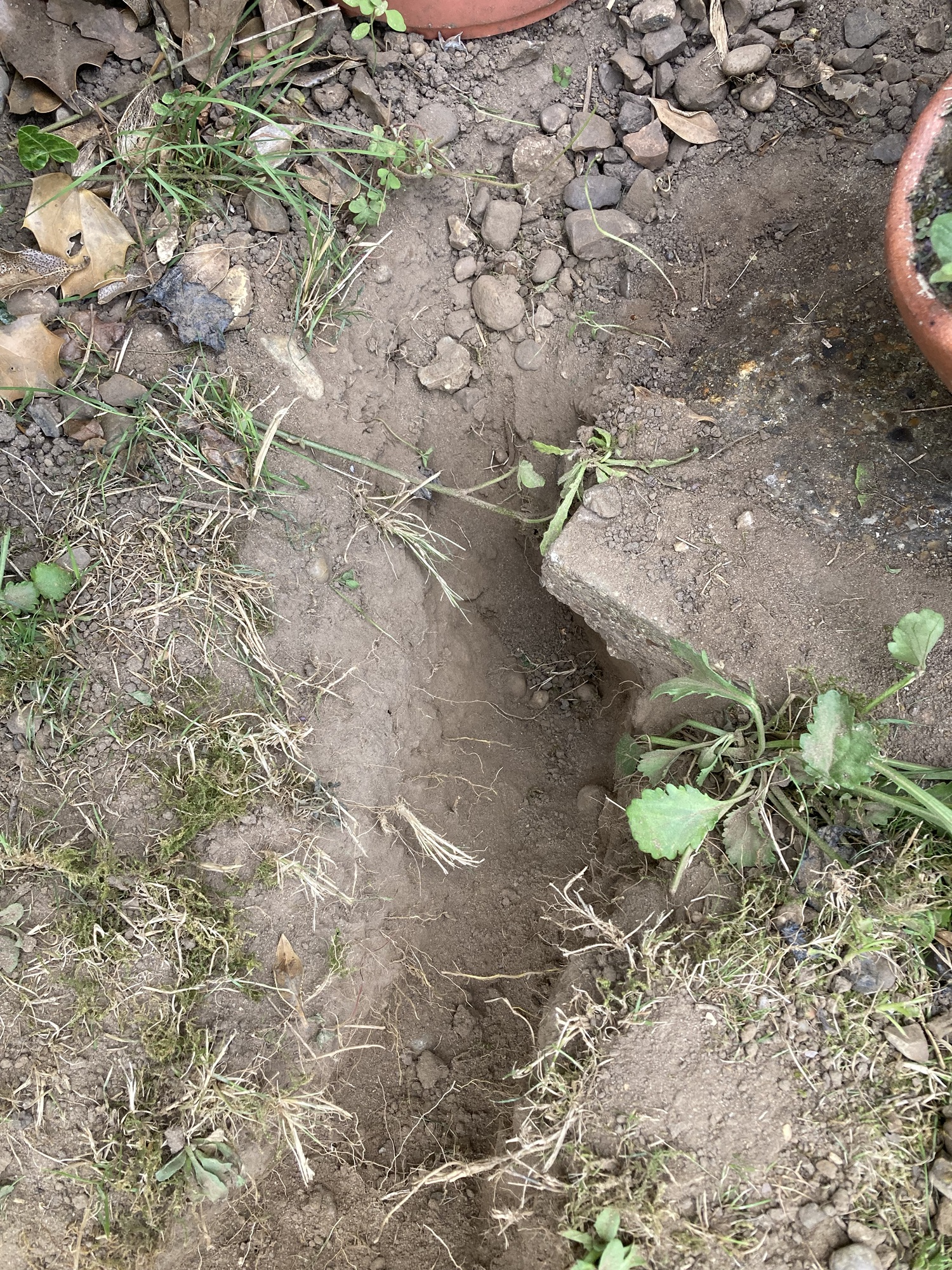 Holy stone – Tales, Tails and Talus